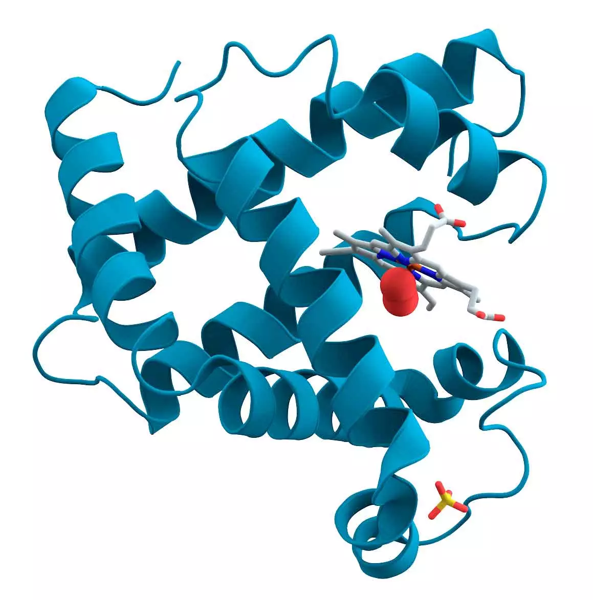 Protein mmadụ: maapụ gị adịlarị nso