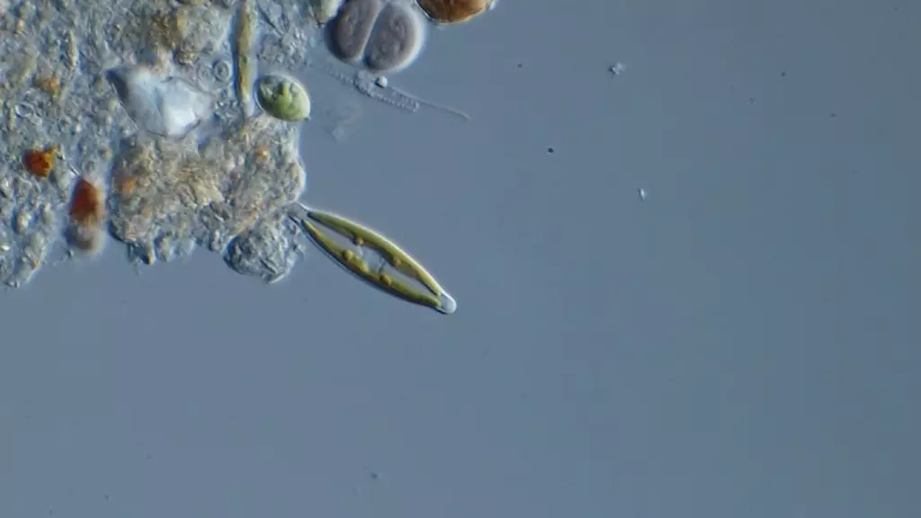 CALIOP, space laser inobvumira kudzidza kwephytoplankton pamatanda 76232_1